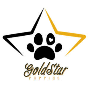 Allie Litters - GoldStar Puppies