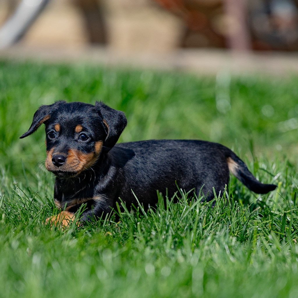 Lacey - GoldStar Puppies