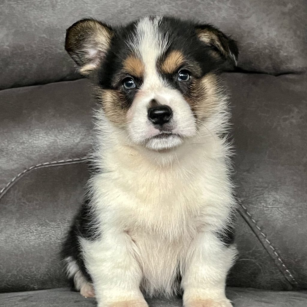 Leo - GoldStar Puppies