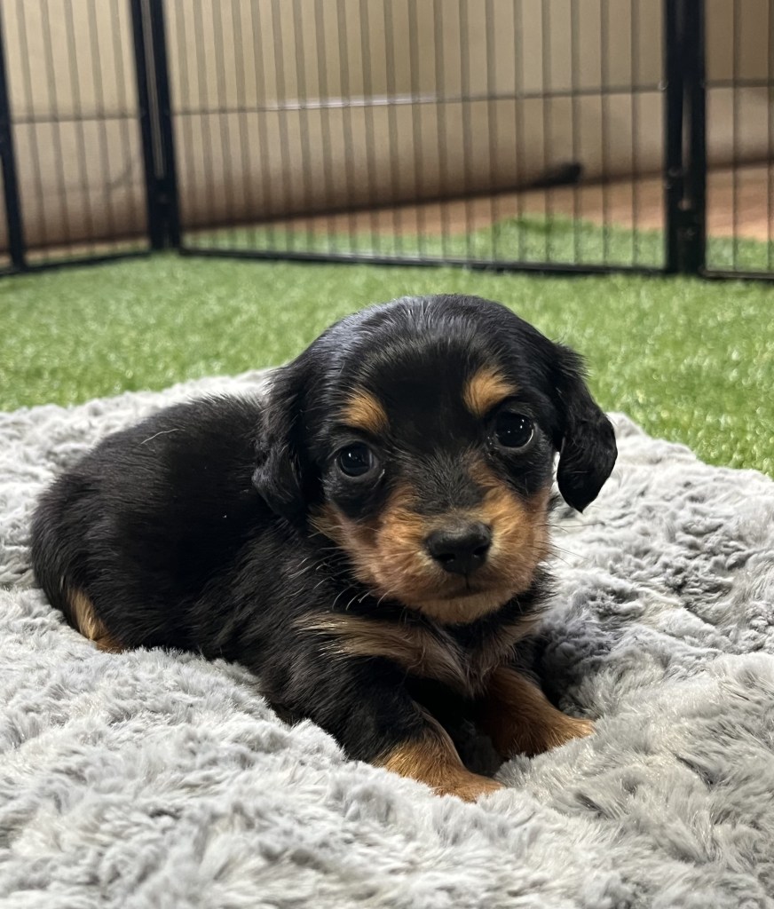 Georgie - GoldStar Puppies