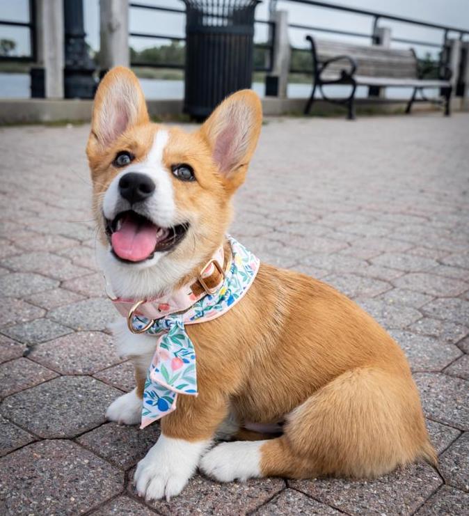 Testimonials - GoldStar Puppies