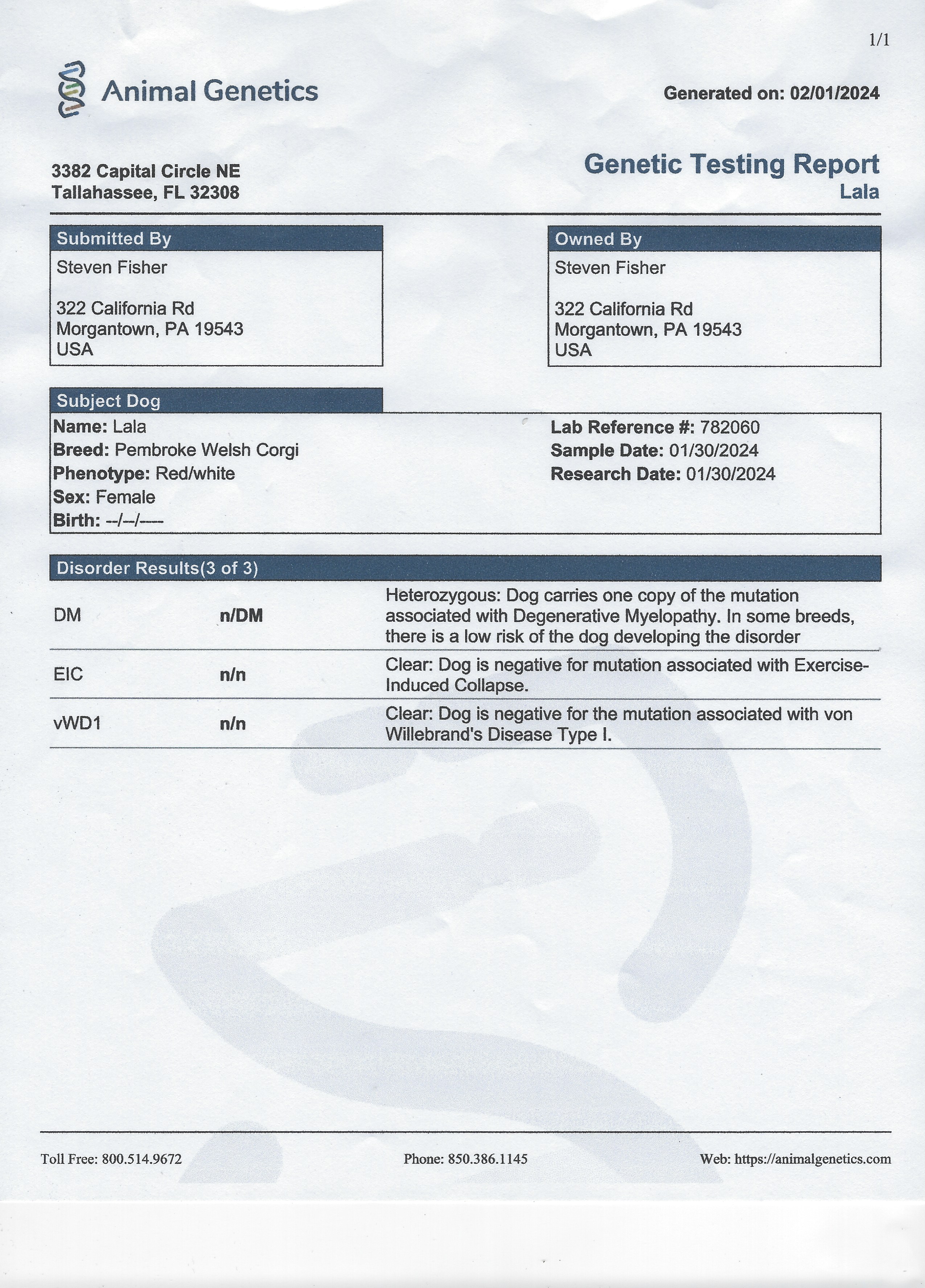 Gold Star Puppies | Our Corgi Parents | Corgi Puppies PA