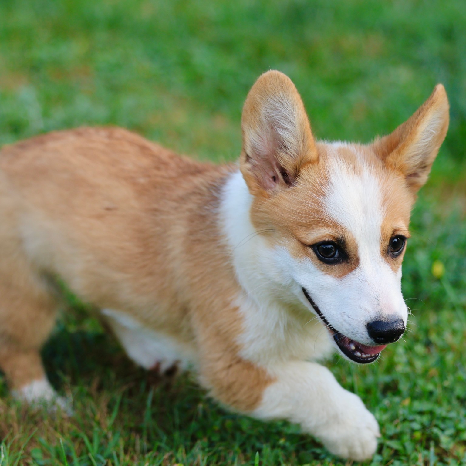 GoldStar Puppies | Corgi Puppies For Sale | Genetic Testing