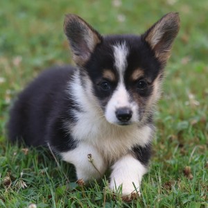 Shania Litters - GoldStar Puppies