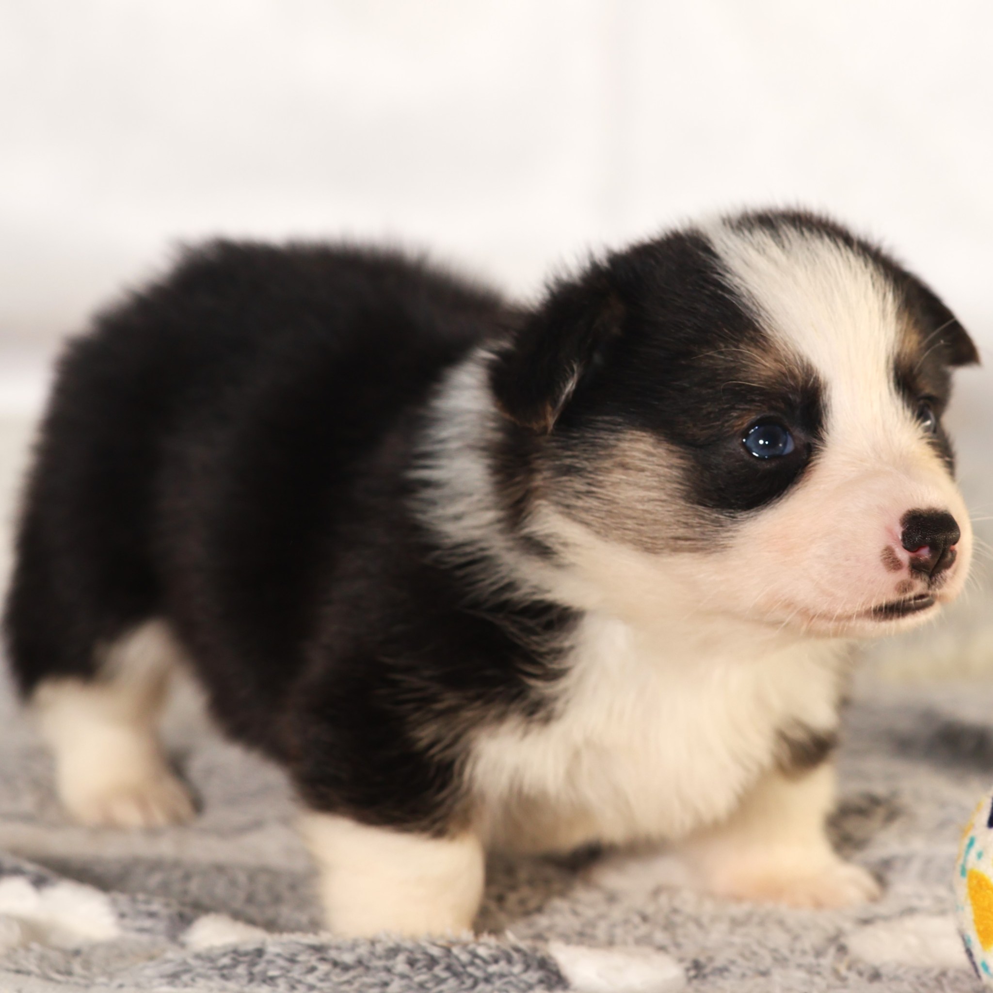 GoldStar Puppies | Corgi Puppies For Sale | Genetic Testing