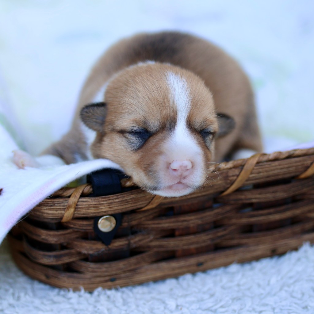 Rosalie | corgi puppies for sale| GoldStar Puppies