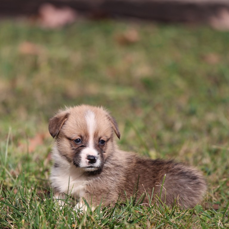 GoldStar Puppies | Corgi Puppies For Sale | Genetic Testing